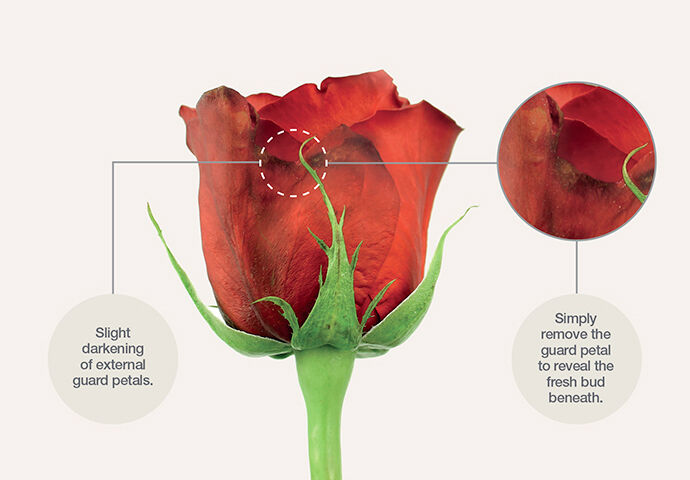 Why do my roses have darkened outer petals? – Euroflorist Germany